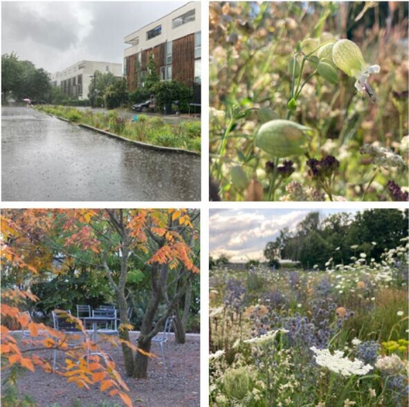 Ressourcenschonende Pflanzen- und Staudenverwendung im urbanen Raum - DEGA GALABAU das Magazin ...