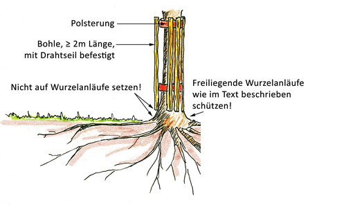 Das müssen Sie für Bauarbeiten im Bereich von Bäumen beachten - DEGA ...