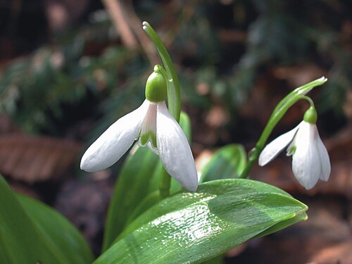 Schnee­glöckchenseite aufgelegt - DEGA GALABAU das Magazin für den ...